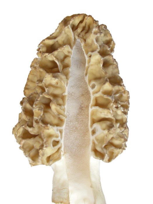 Evolution and Biology of the Morel Mushroom.